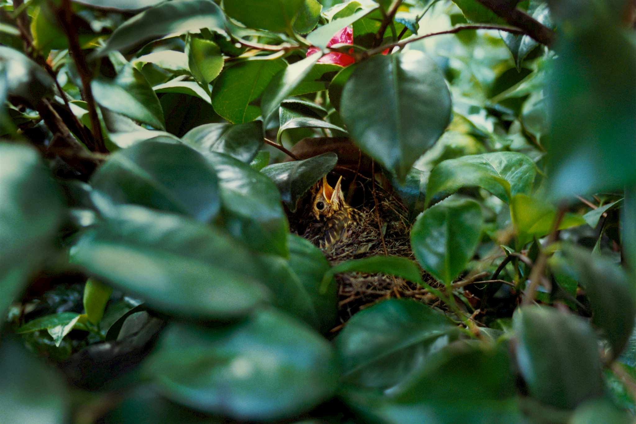 Scott Mead Photography | Scott Mead Photography