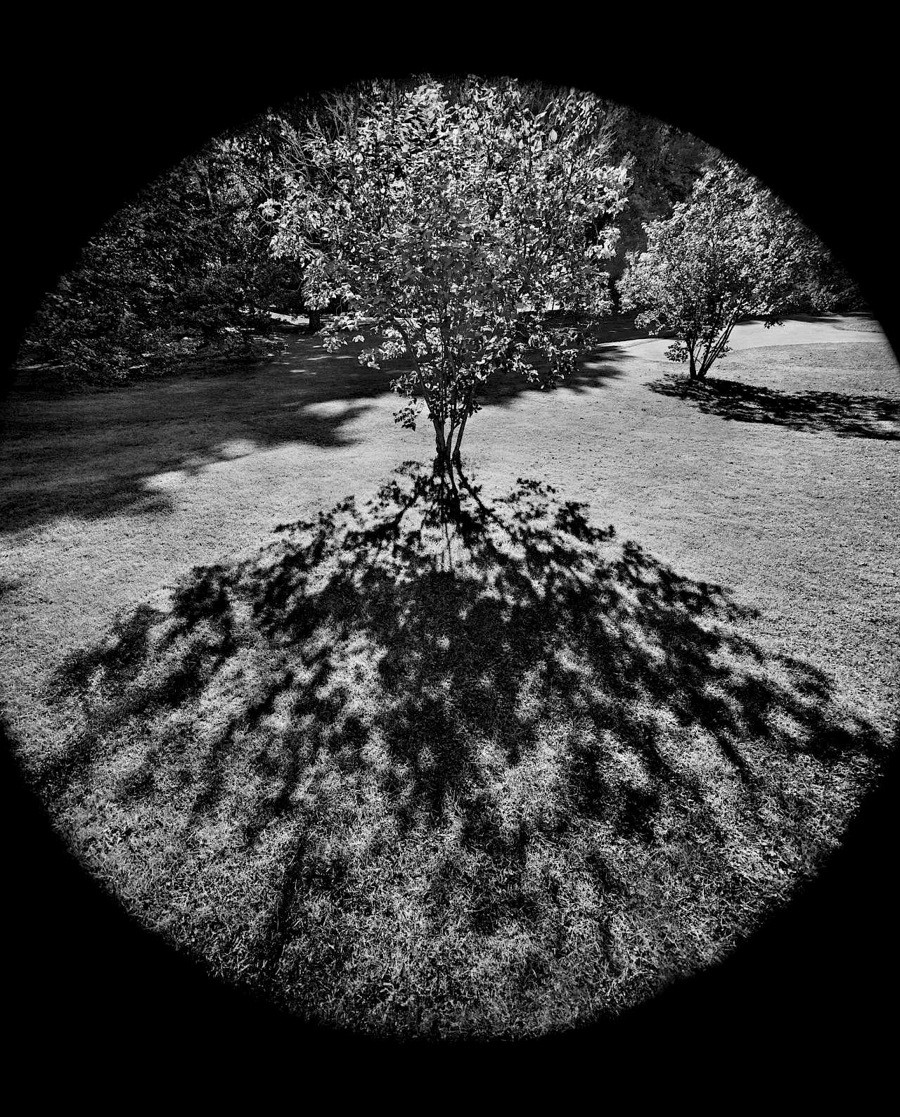 Summer Show 2014 | Scott Mead Photography